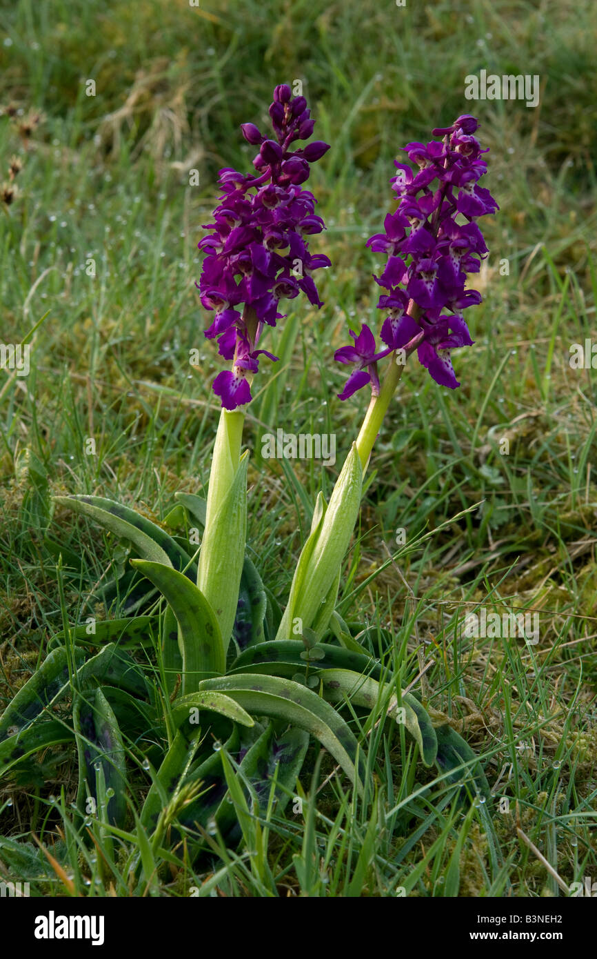 English orchids hi-res stock photography and images - Alamy