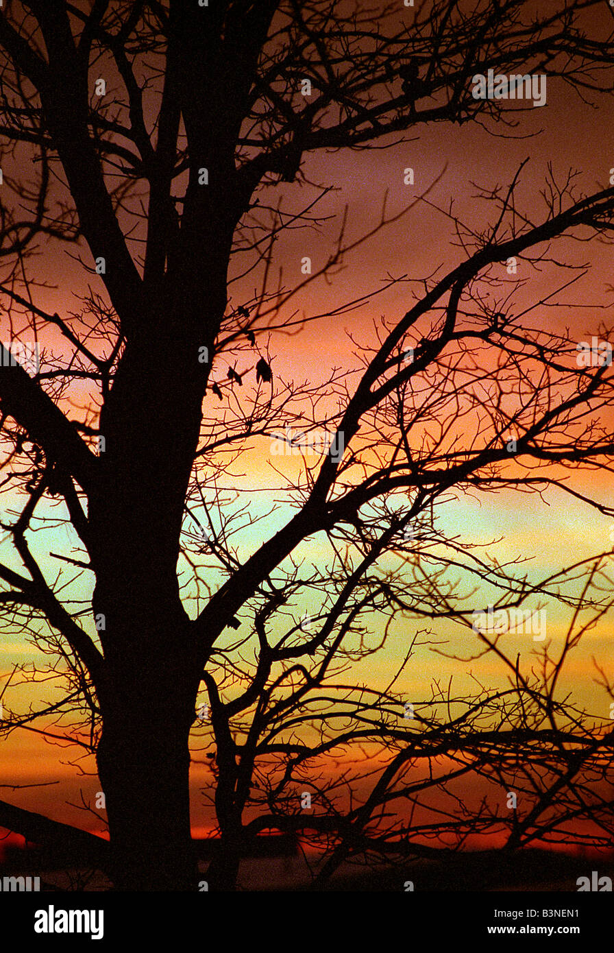 sunset tree silhouette Stock Photo - Alamy