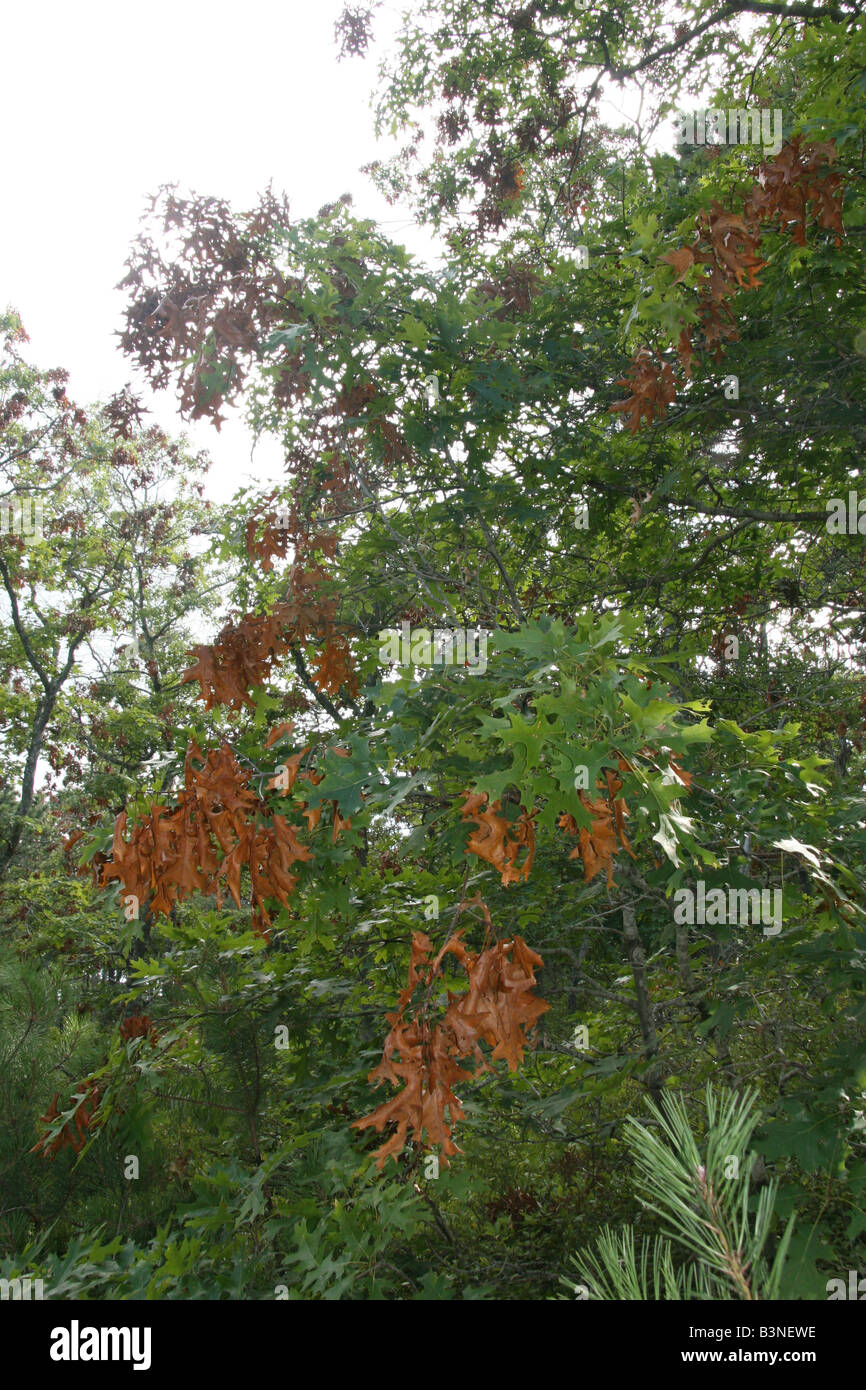 Tree damage in red oak due to the Brood XIV cicadas in Falmouth ...