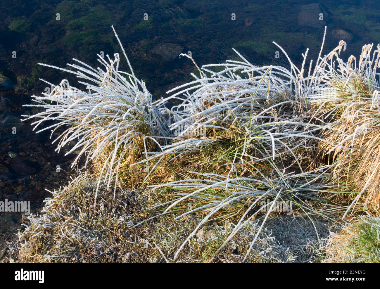 Frosted reeds hi-res stock photography and images - Alamy