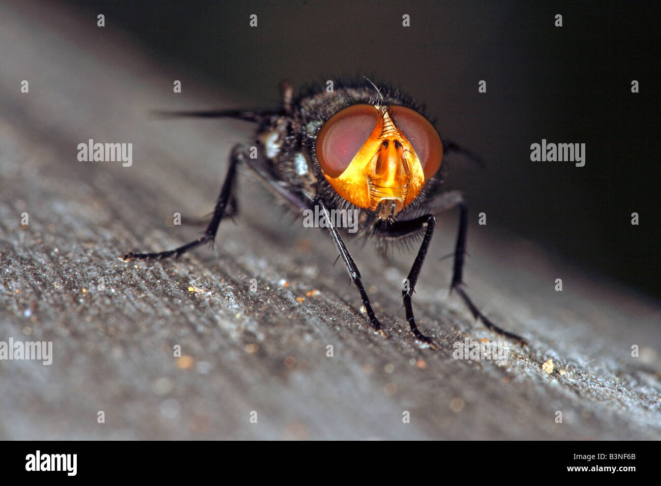 Australian Blowfly High Resolution Stock Photography and Images - Alamy