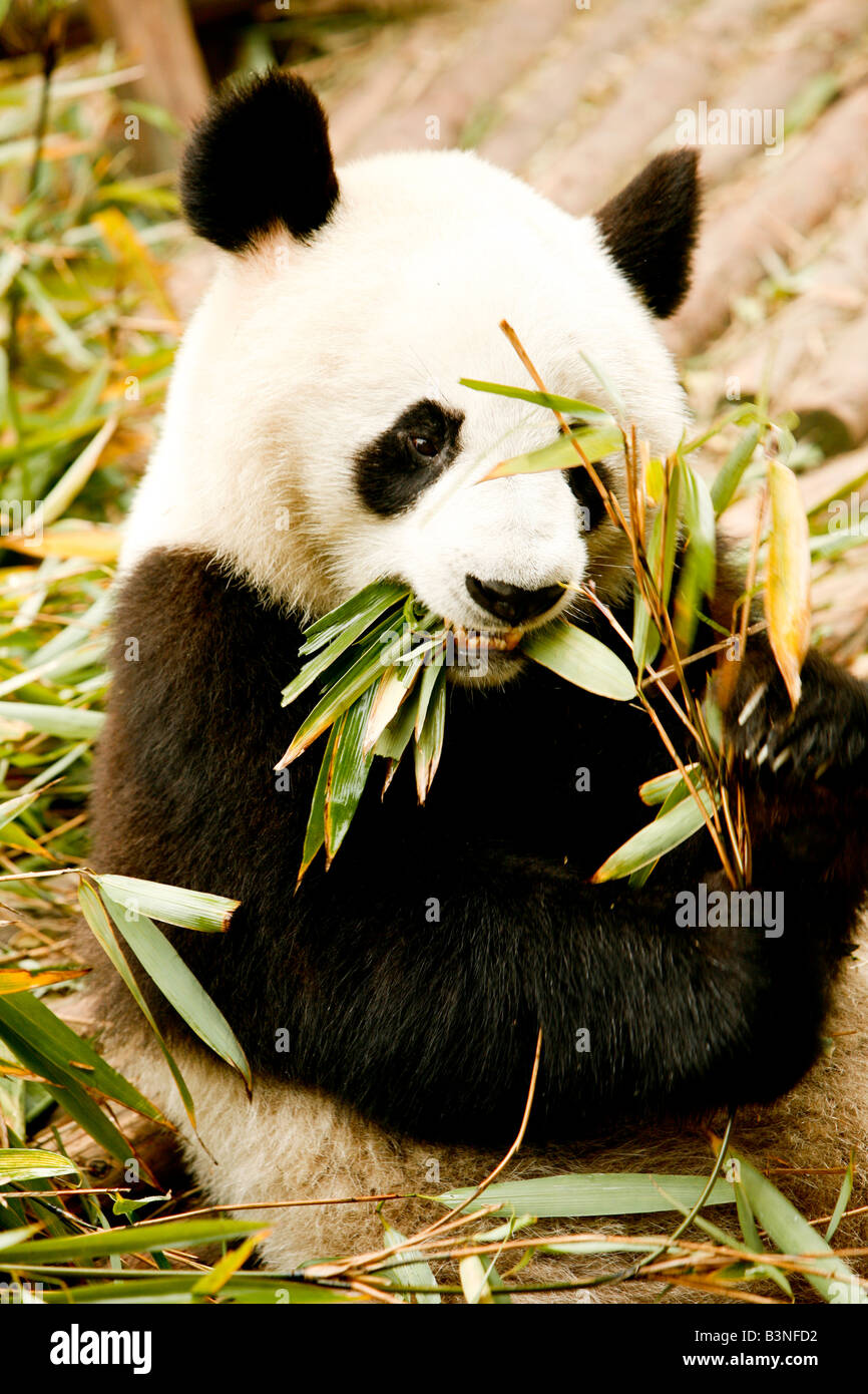 Panda sitting and eating bamboo Stock Photo - Alamy