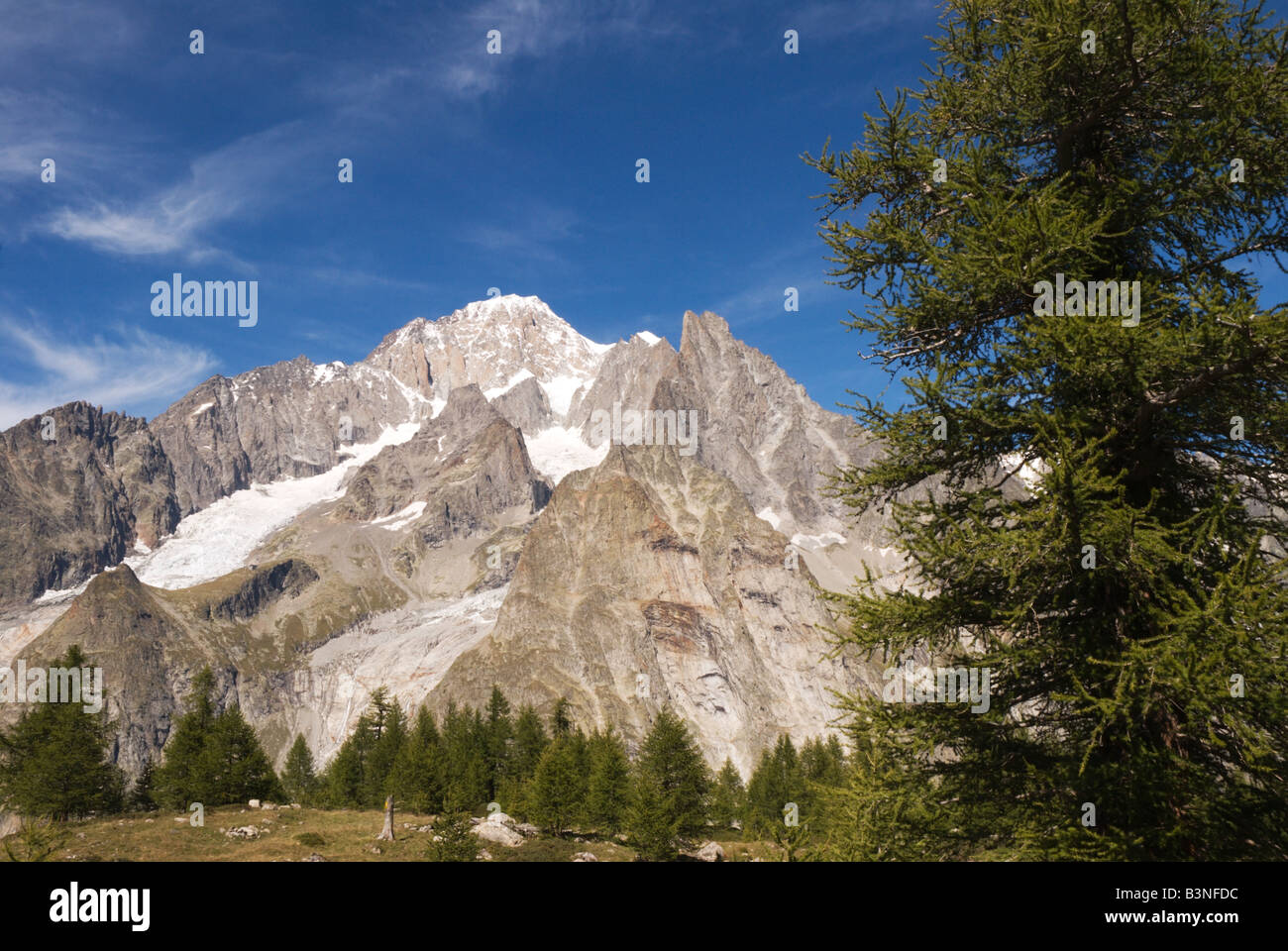 Alpine conifers dot the terminal moraine of the Miage Glacier with the ...