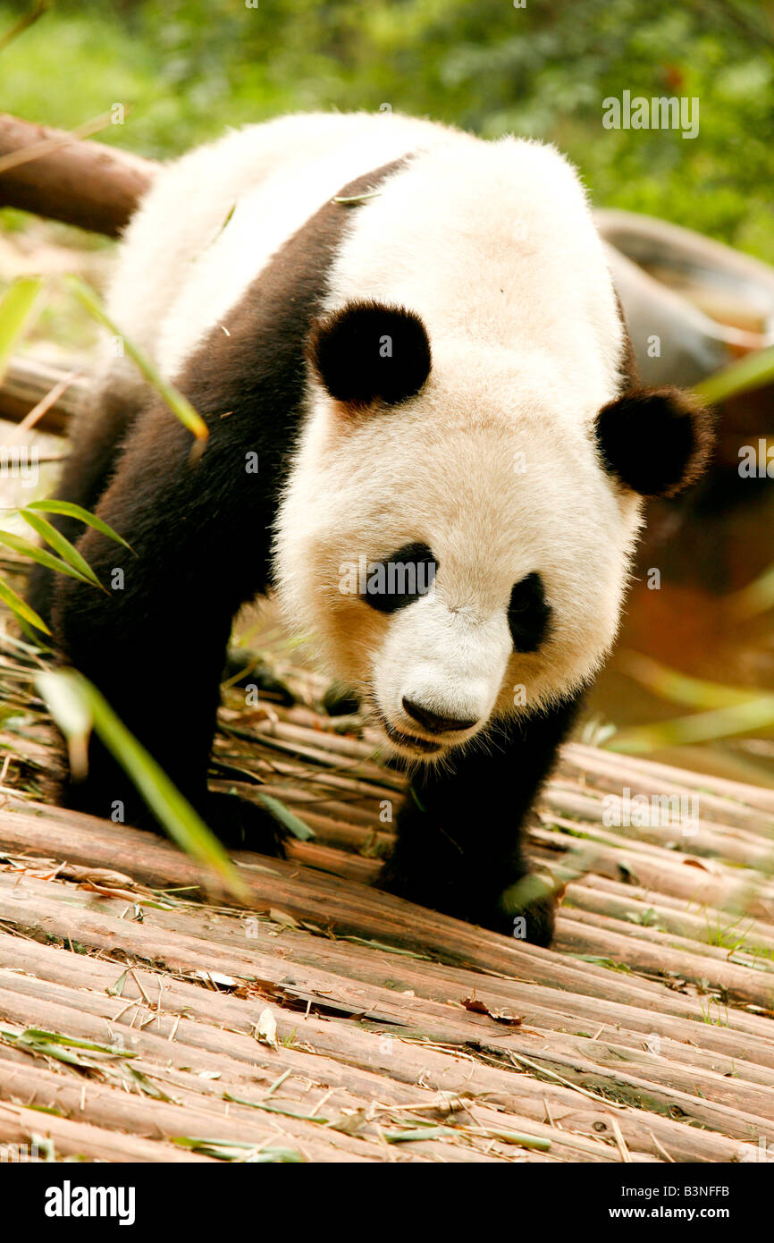 Panda on all four paws Stock Photo - Alamy