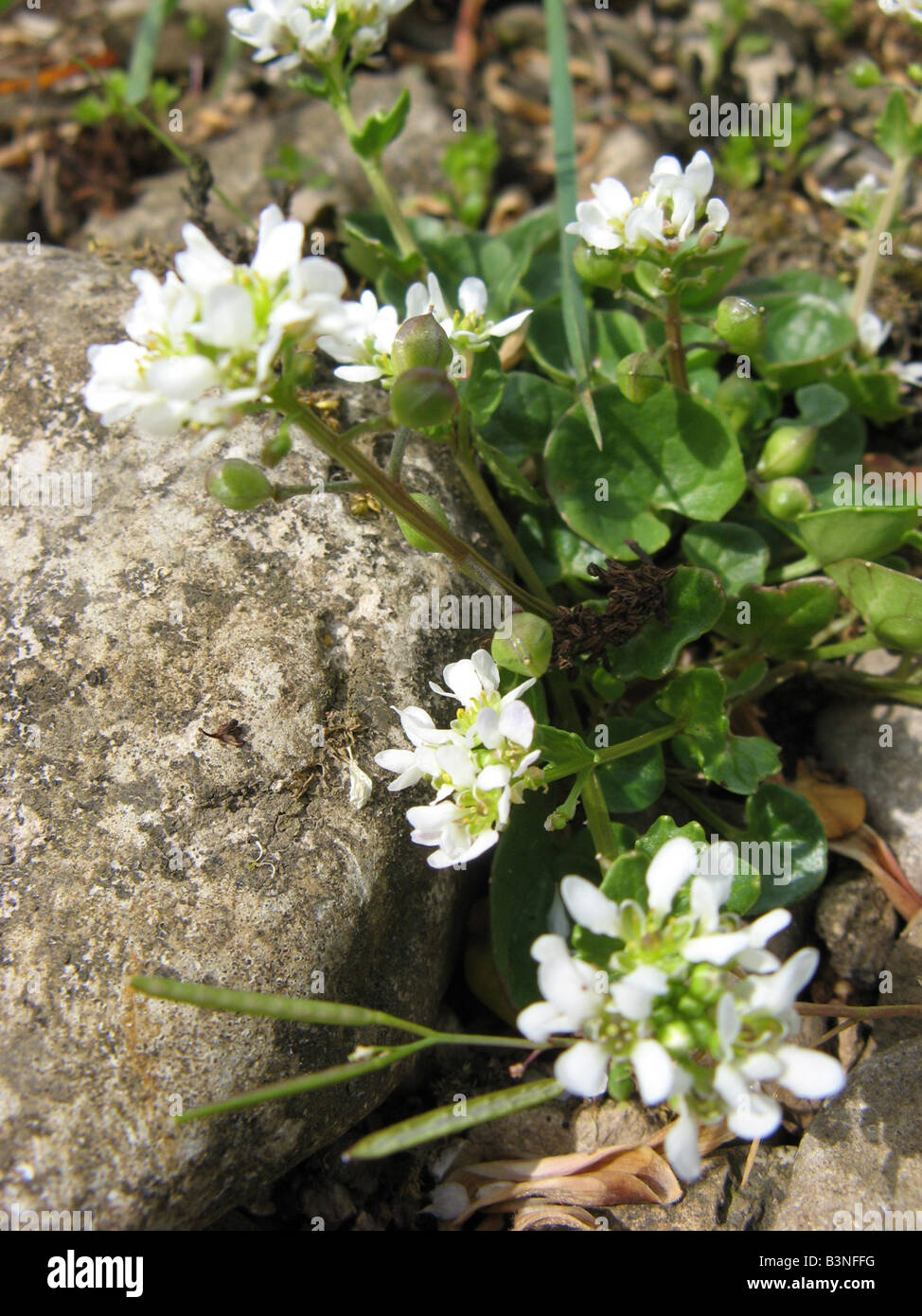 Common scurvygrass hi-res stock photography and images - Alamy