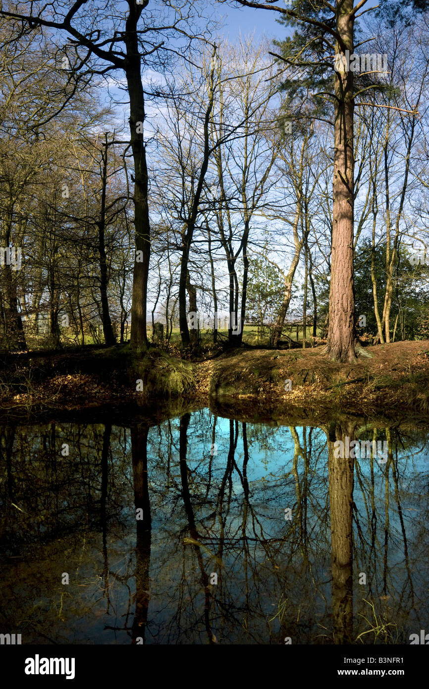 cheshire trees reflected in pond Stock Photo - Alamy