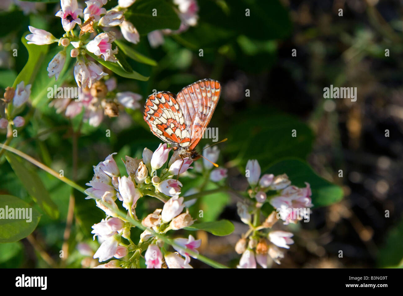 Chalcedon Checkerspot butterfly in the Nymphalidae family located in ...