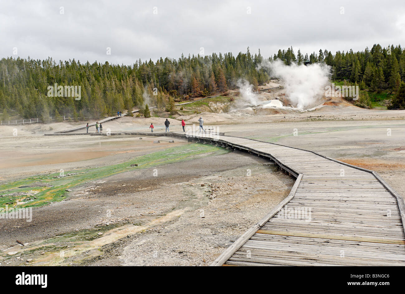 Boardwalk in Norris Geyser Basin with large Ledge Geyser in the ...