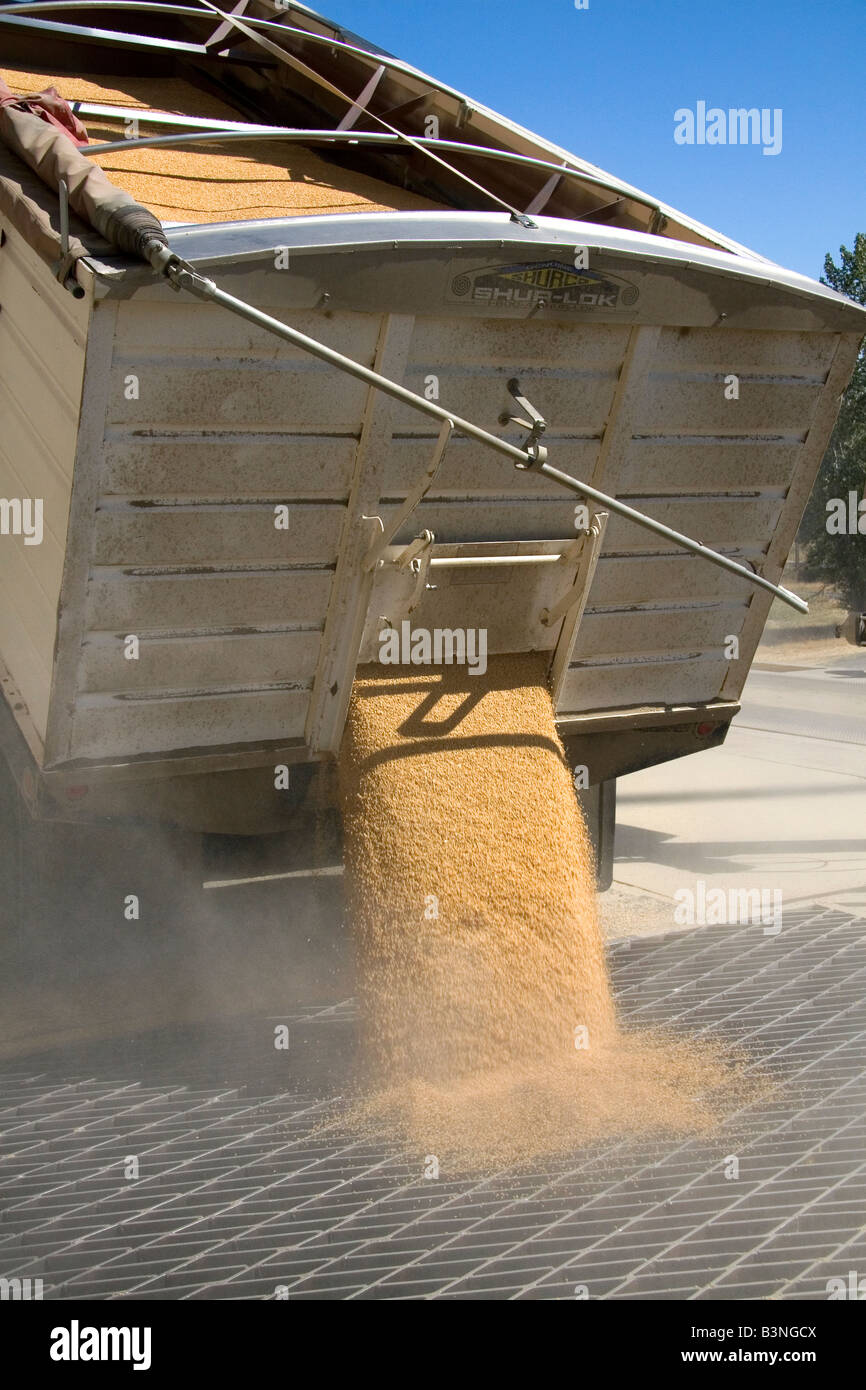 Truck unloading grain hi-res stock photography and images - Alamy