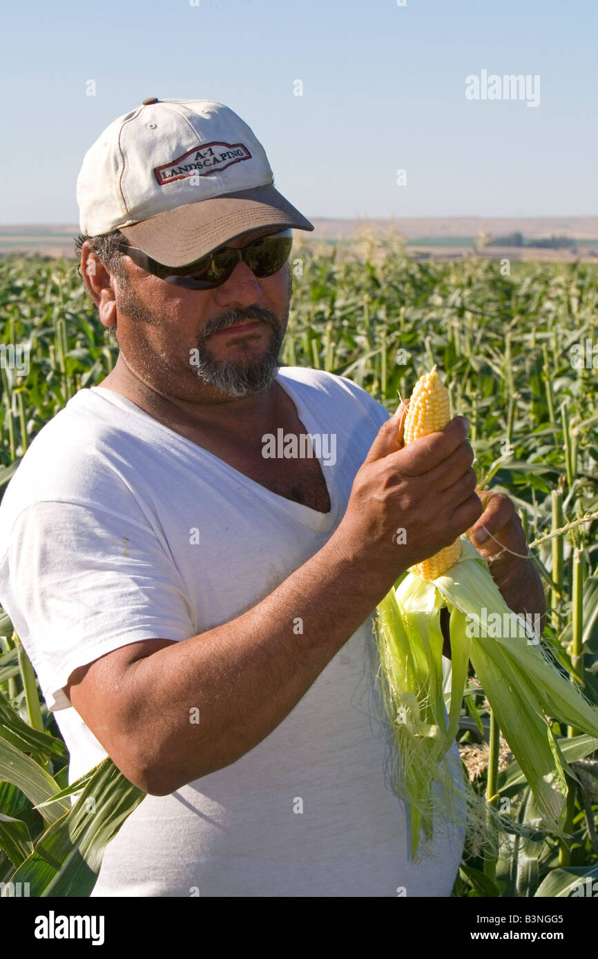Husking corn hi-res stock photography and images - Alamy
