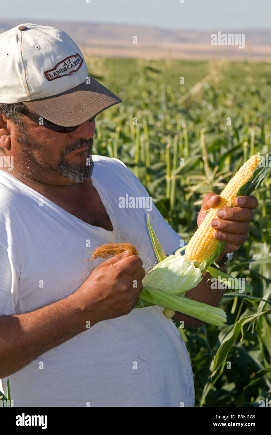 Husking corn hi-res stock photography and images - Alamy