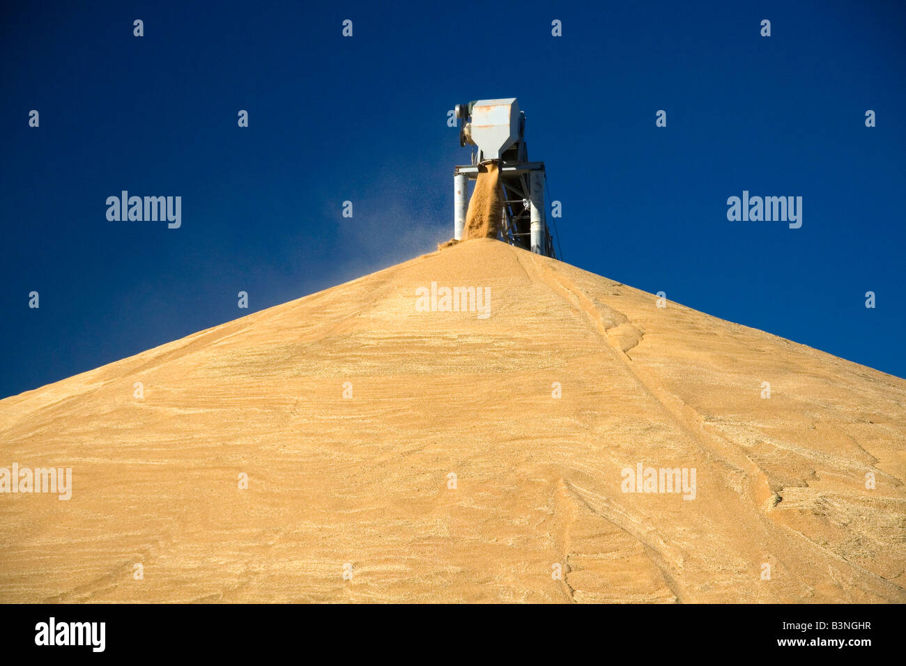 Pile of harvested wheat at Pasco Washington Stock Photo - Alamy