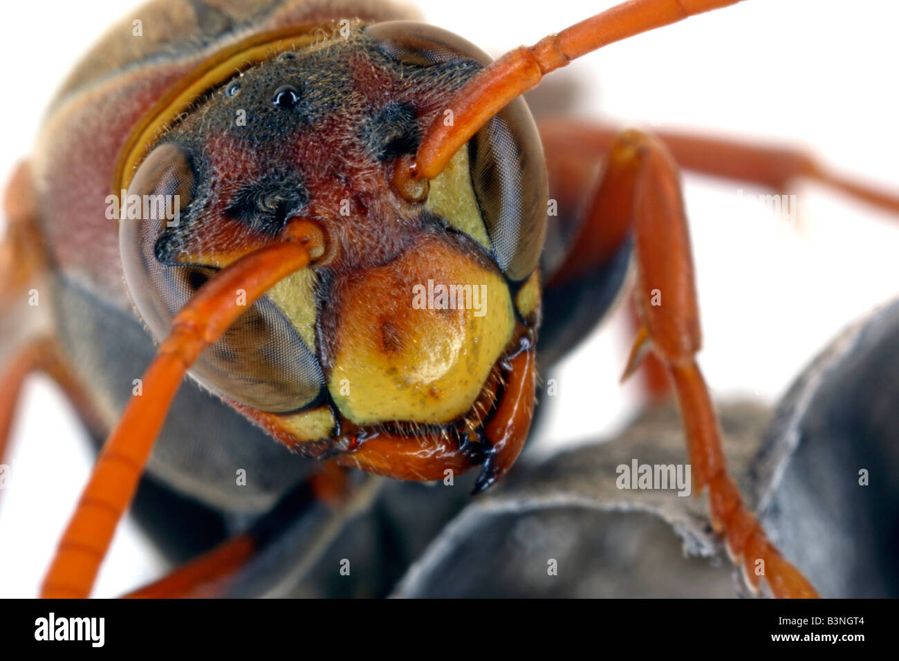 Common paper wasp (Polistes humilis) shows two huge compound eyes and ...