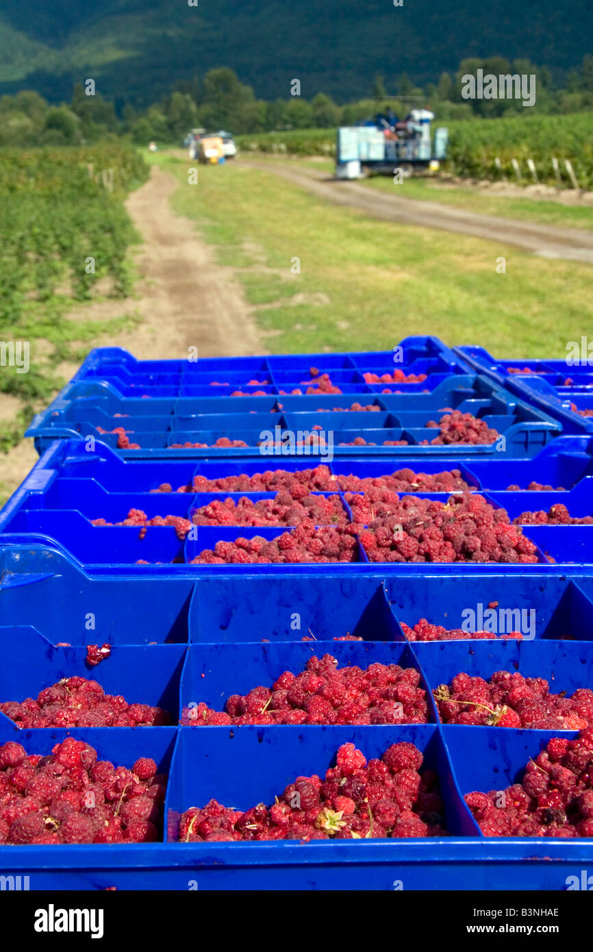 Raspberry harvest on a farm in Whatcom County Washington Stock Photo ...