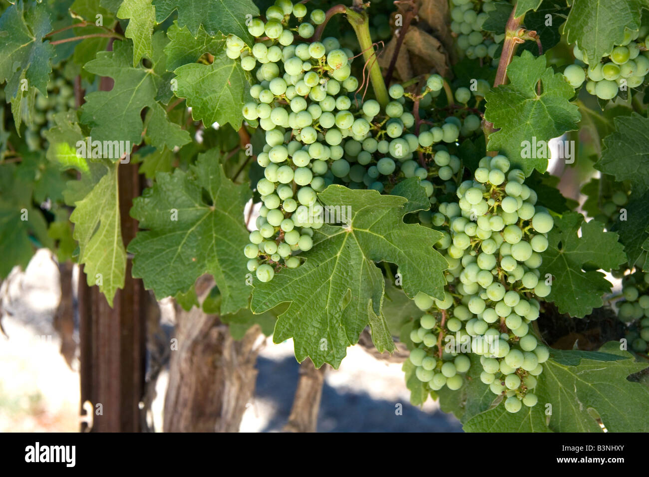 Grape Vine Green Snake