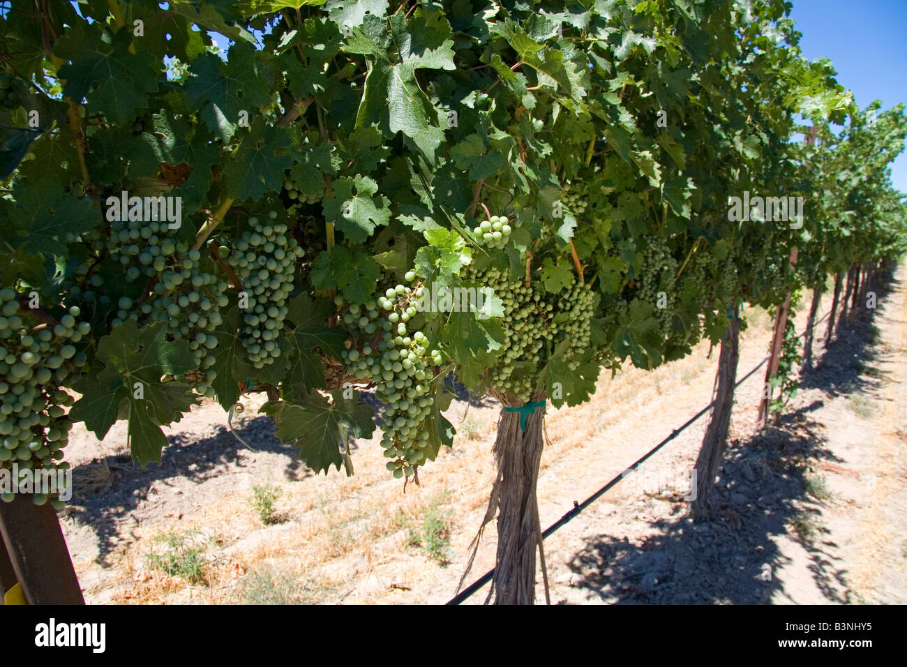 Grape Vine Green Snake