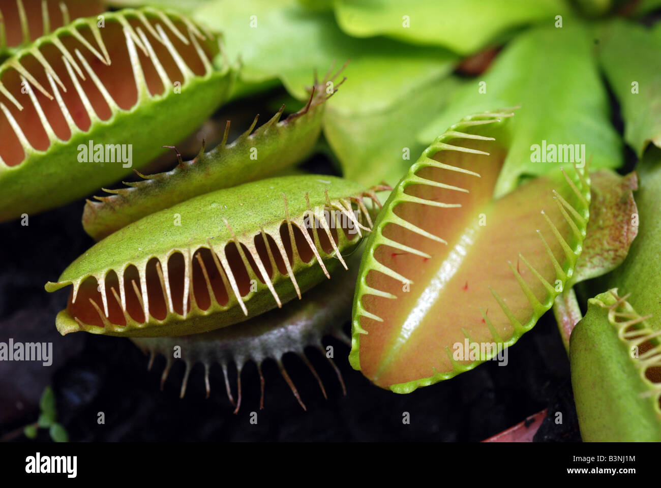 Close up venus fly trap hi-res stock photography and images - Alamy