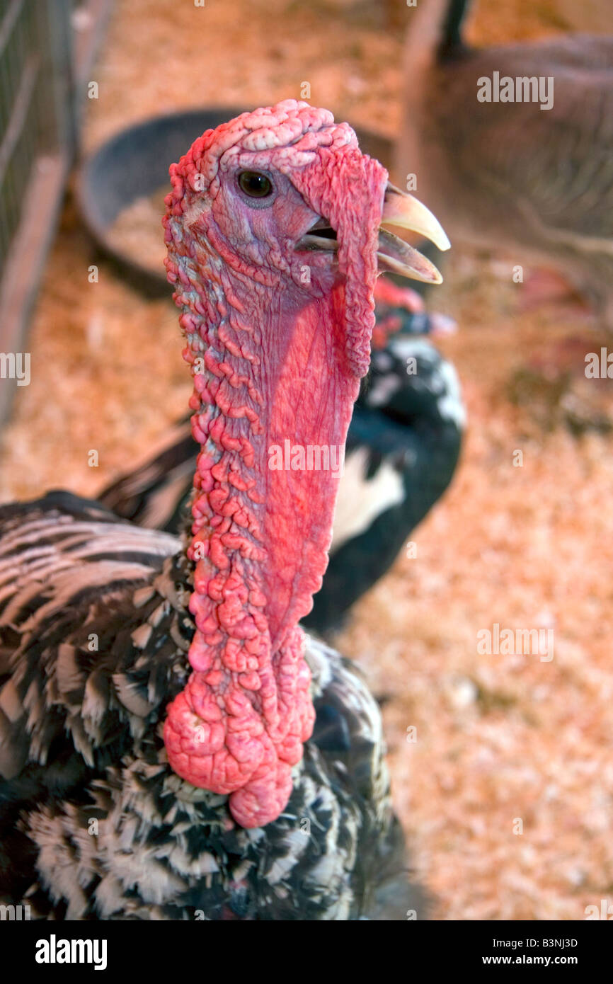 Turkey on display at the Western Idaho Fair in Boise Idaho Stock Photo ...