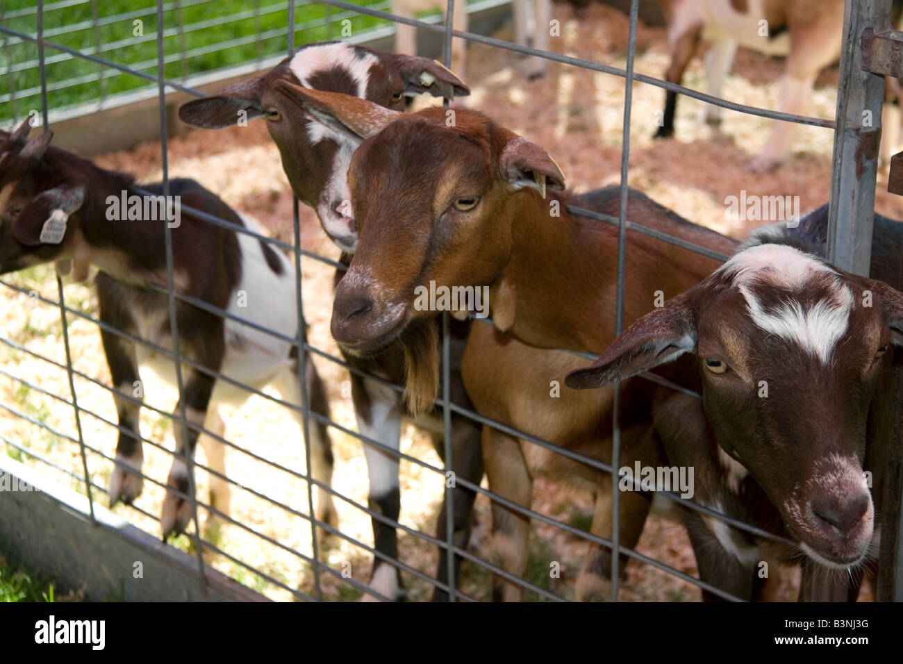 Goats on display at the Western Idaho Fair in Boise Idaho Stock Photo ...