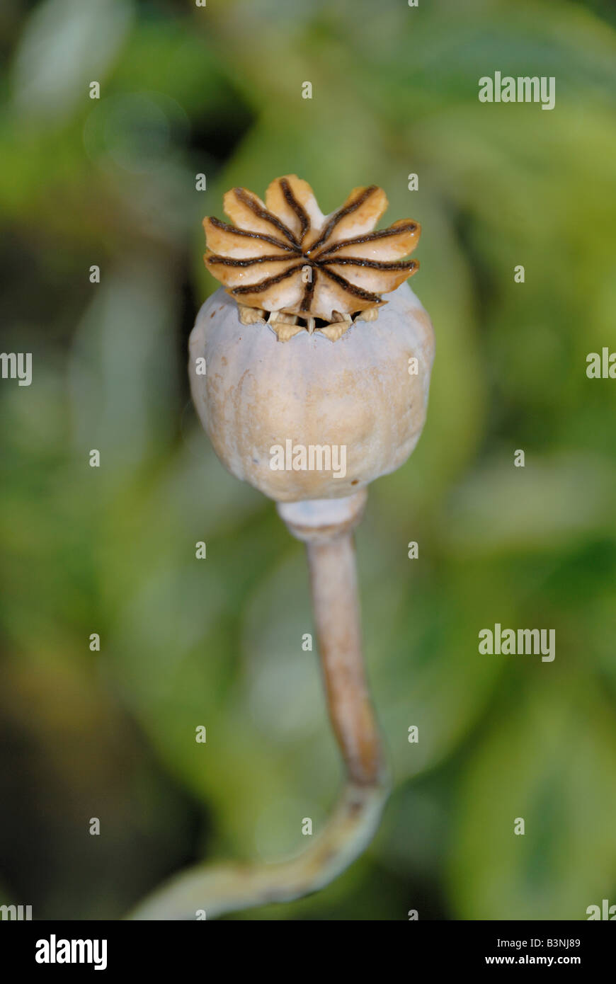 Dry opium poppy hi-res stock photography and images - Alamy