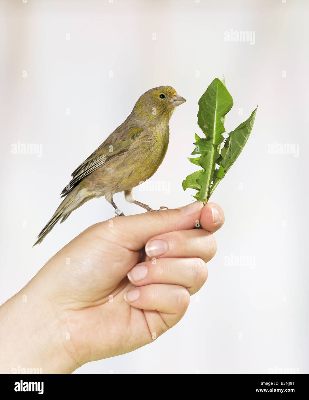 canary on hand Stock Photo - Alamy