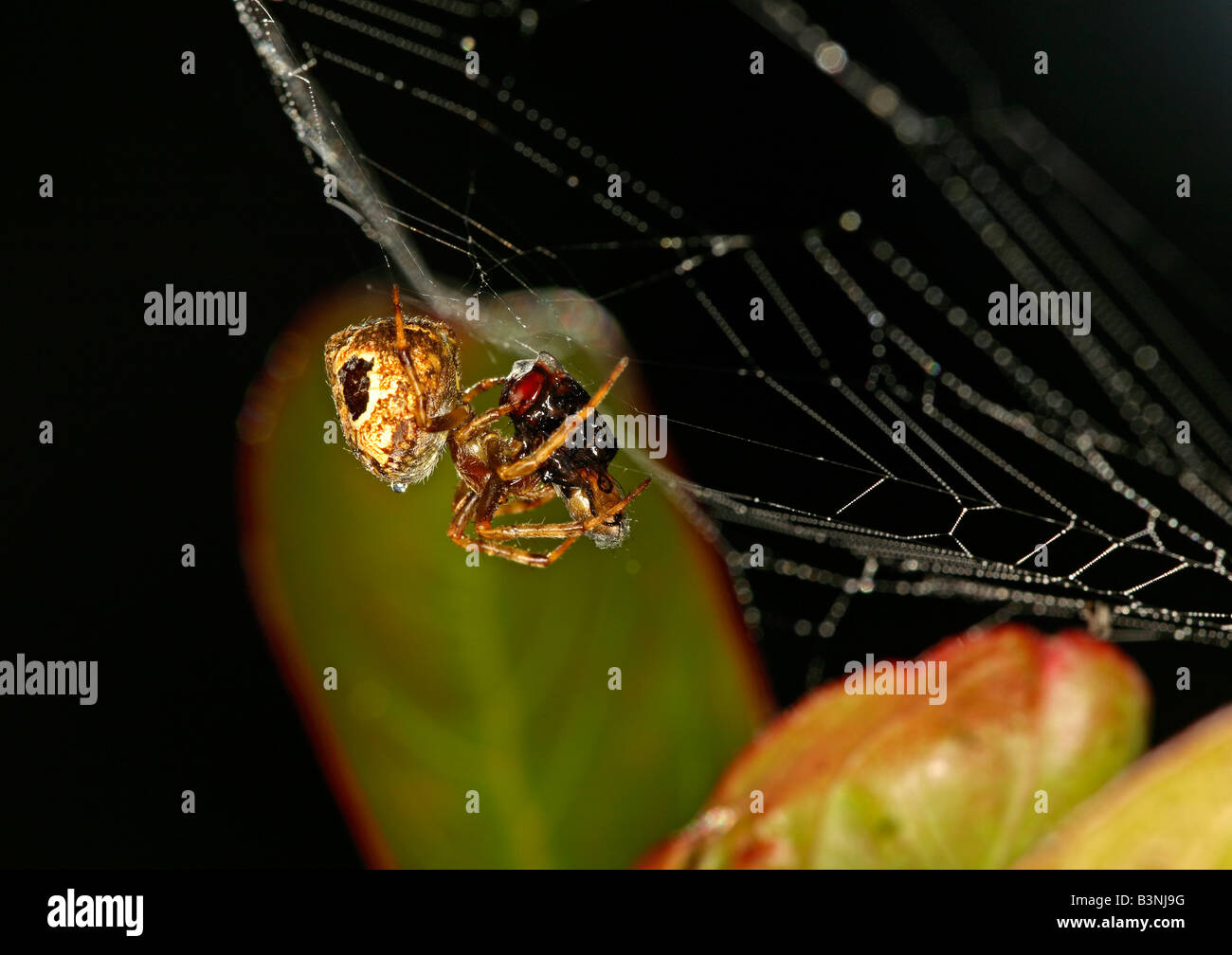 Female Garden spider (family Eriophora) in bushland in Australia on her ...