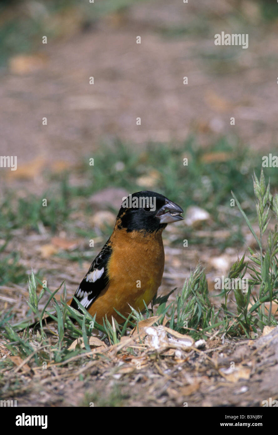 BIRD, Pheucticus melanocephalus, Black-headed grosbeak, South east ...