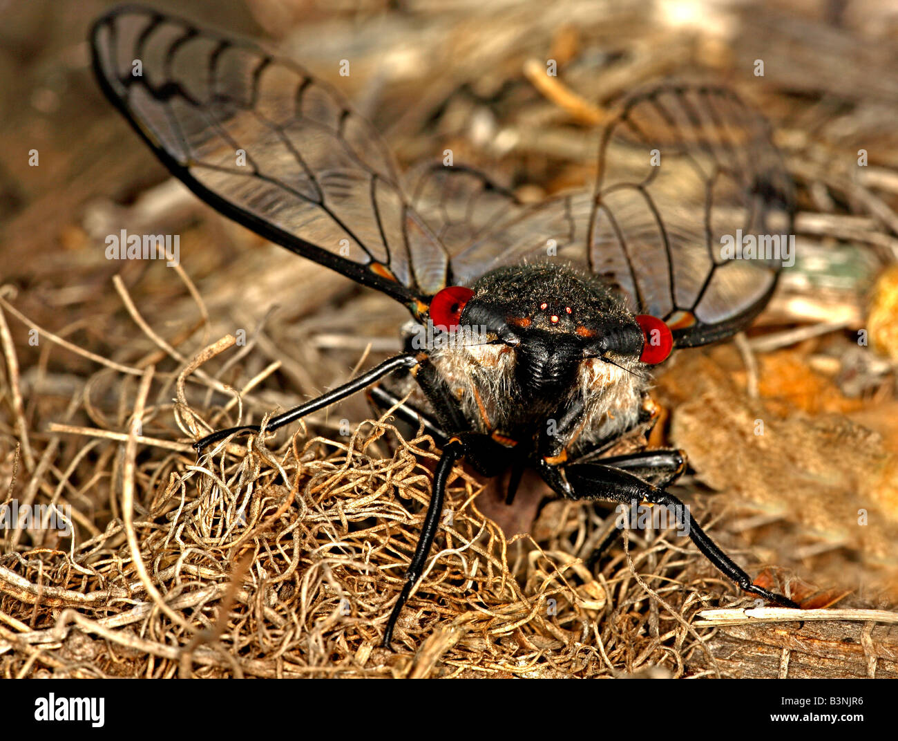 Redeye Cicada (Psaltoda moerens) family Cicadae, red compound eyes and ...