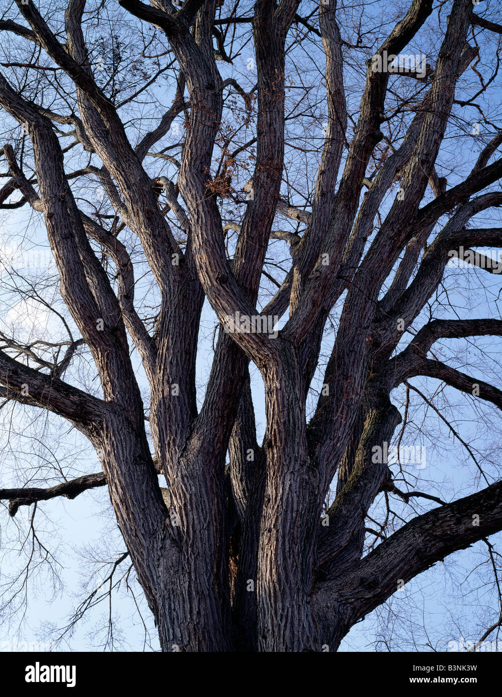 American elm tree hi-res stock photography and images - Alamy