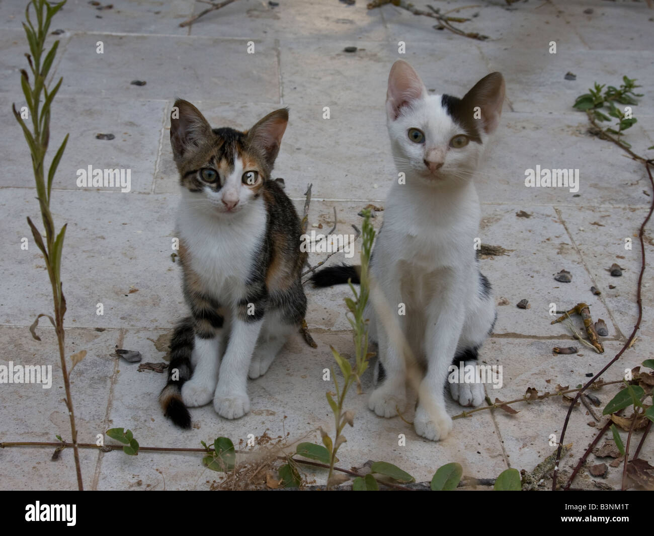 Cats of greece hi-res stock photography and images - Alamy