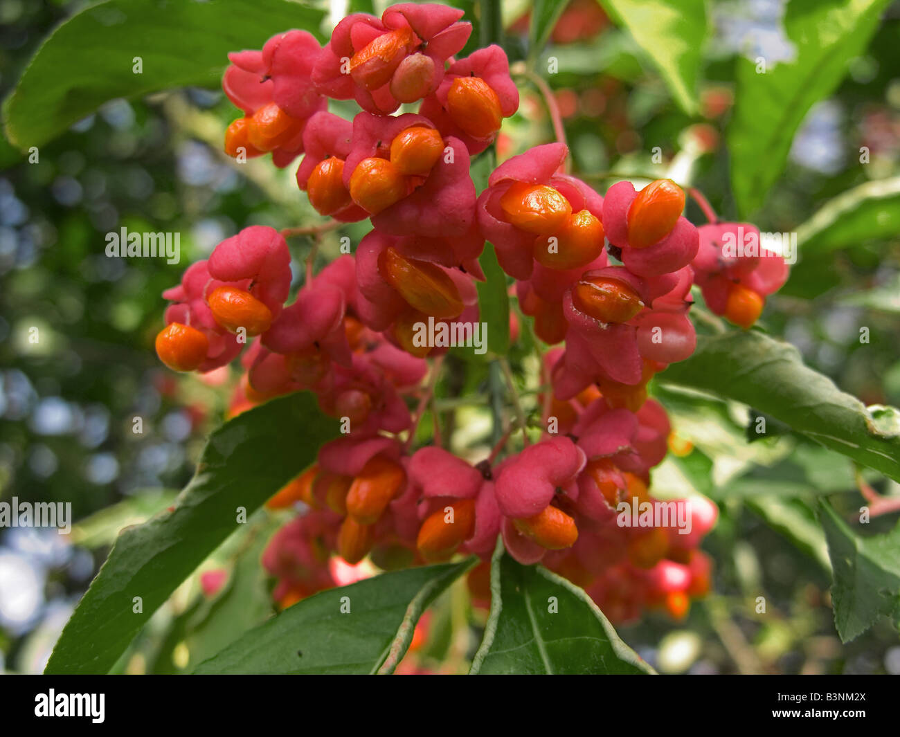 European spindle / Euonymus europaeus Stock Photo - Alamy