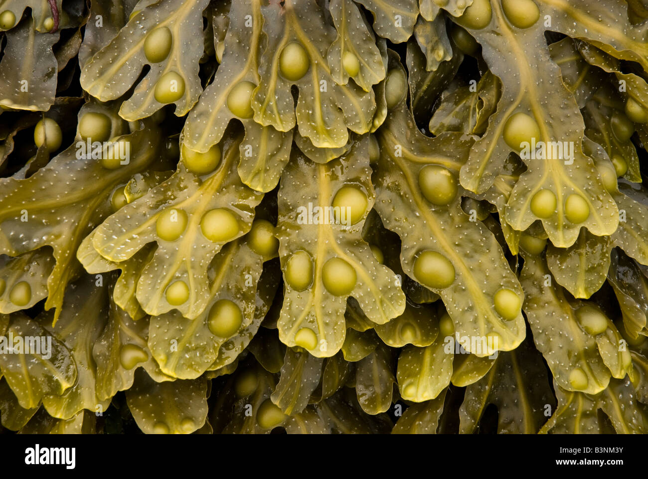 Bladder Wrack (Fucus vesiculosus Stock Photo - Alamy