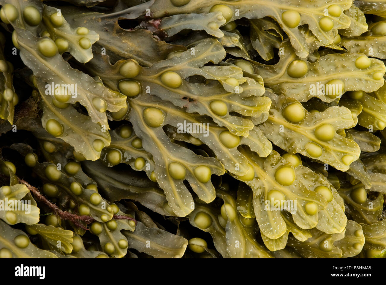 Bladder Wrack (Fucus vesiculosus Stock Photo - Alamy