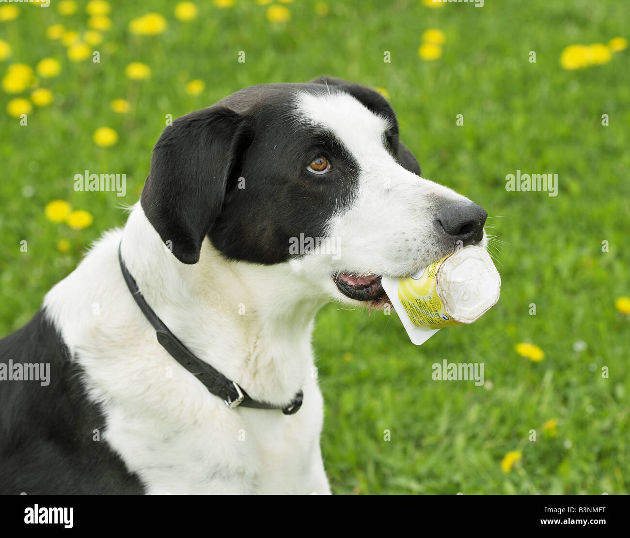 bad habit: half breed has garbage in mouth Stock Photo - Alamy