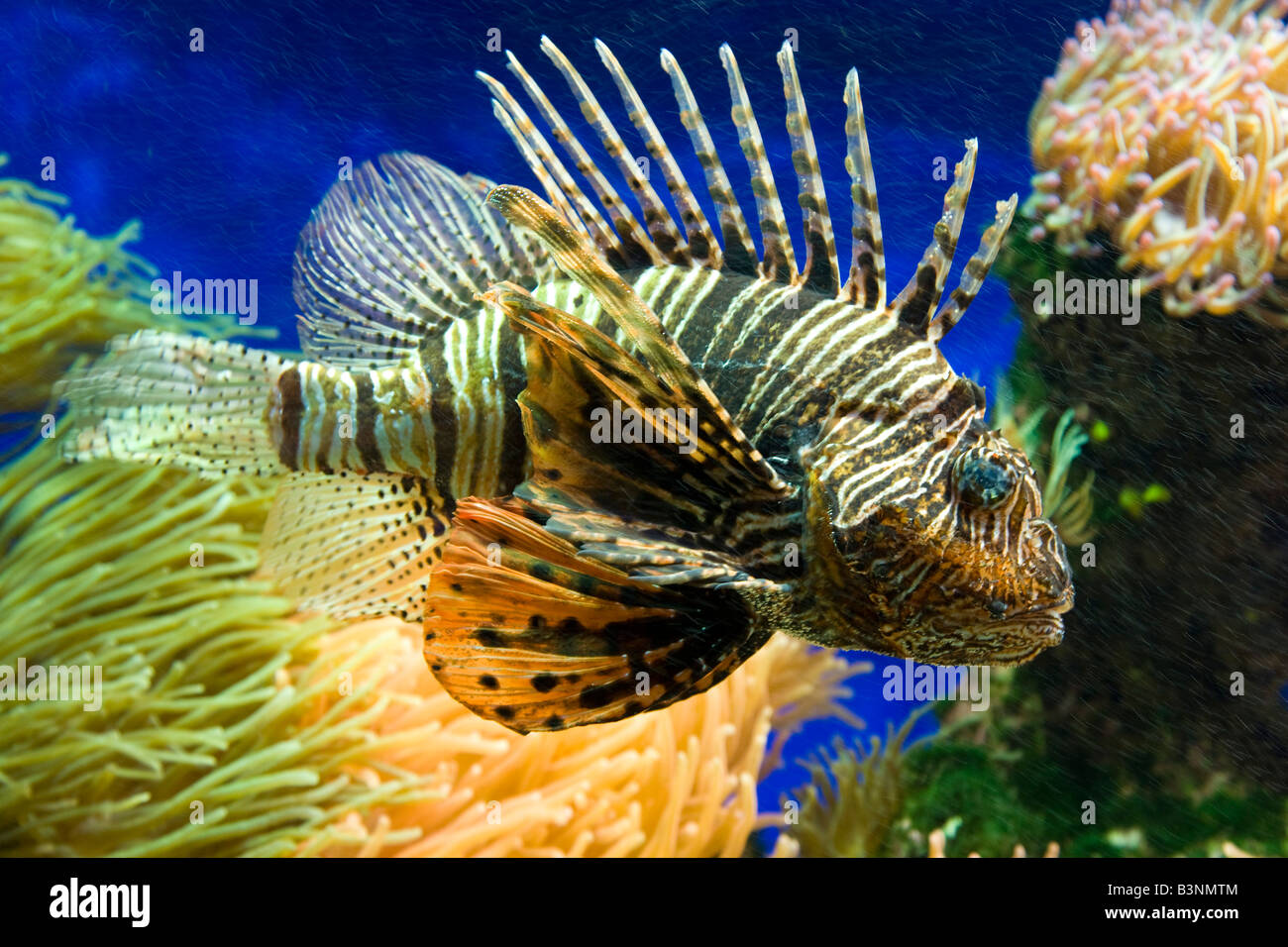 Outlandish animals hi-res stock photography and images - Alamy
