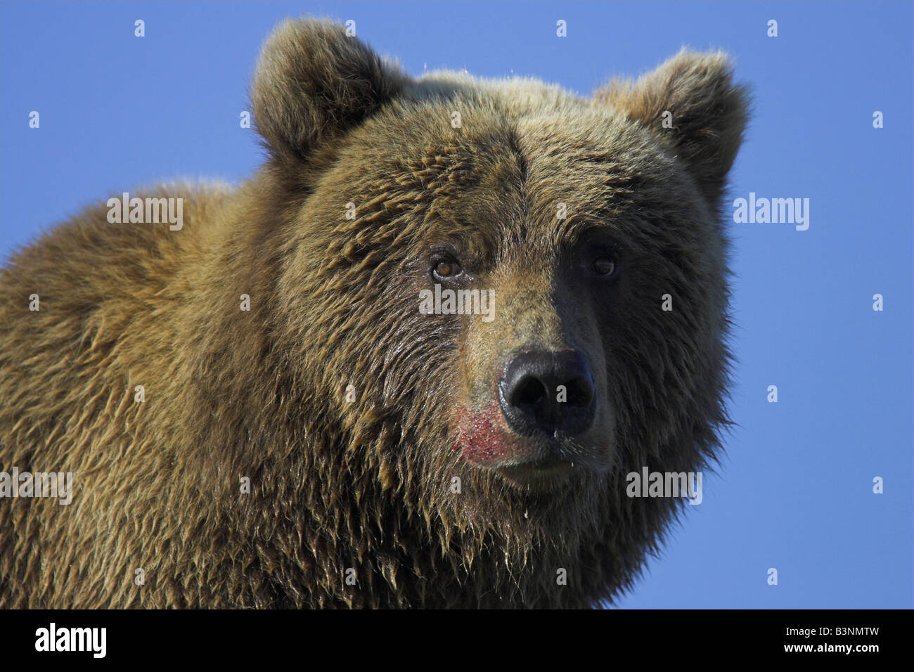 Grizzly bear head shot High Resolution Stock Photography and Images - Alamy