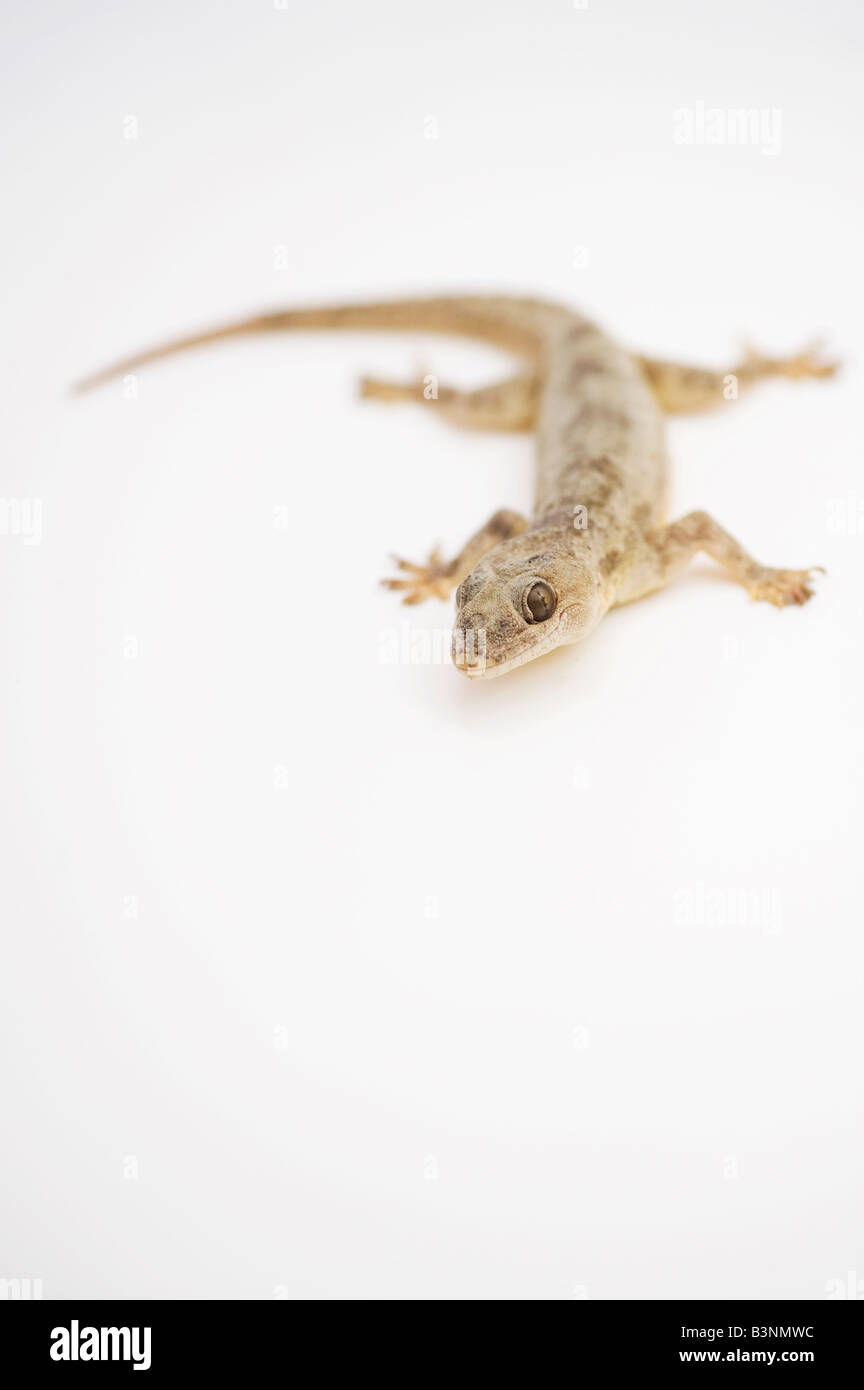 White geckos hi-res stock photography and images - Alamy
