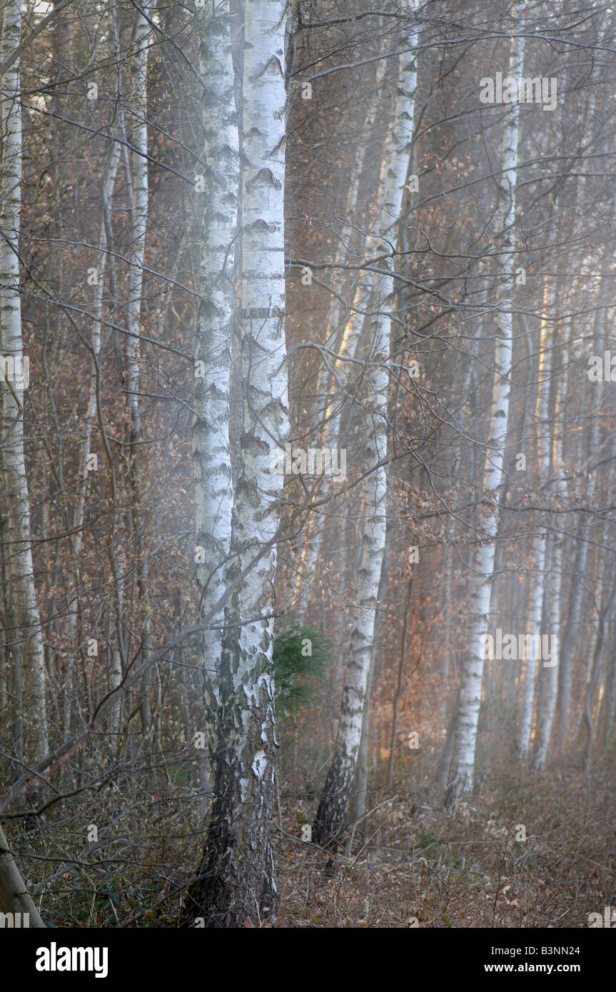 Birch trees, (Betula sp Stock Photo - Alamy