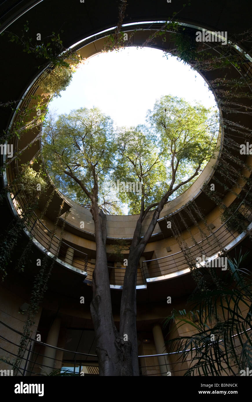 Tree growing towards sky in a circular courtyard entrance to the ...