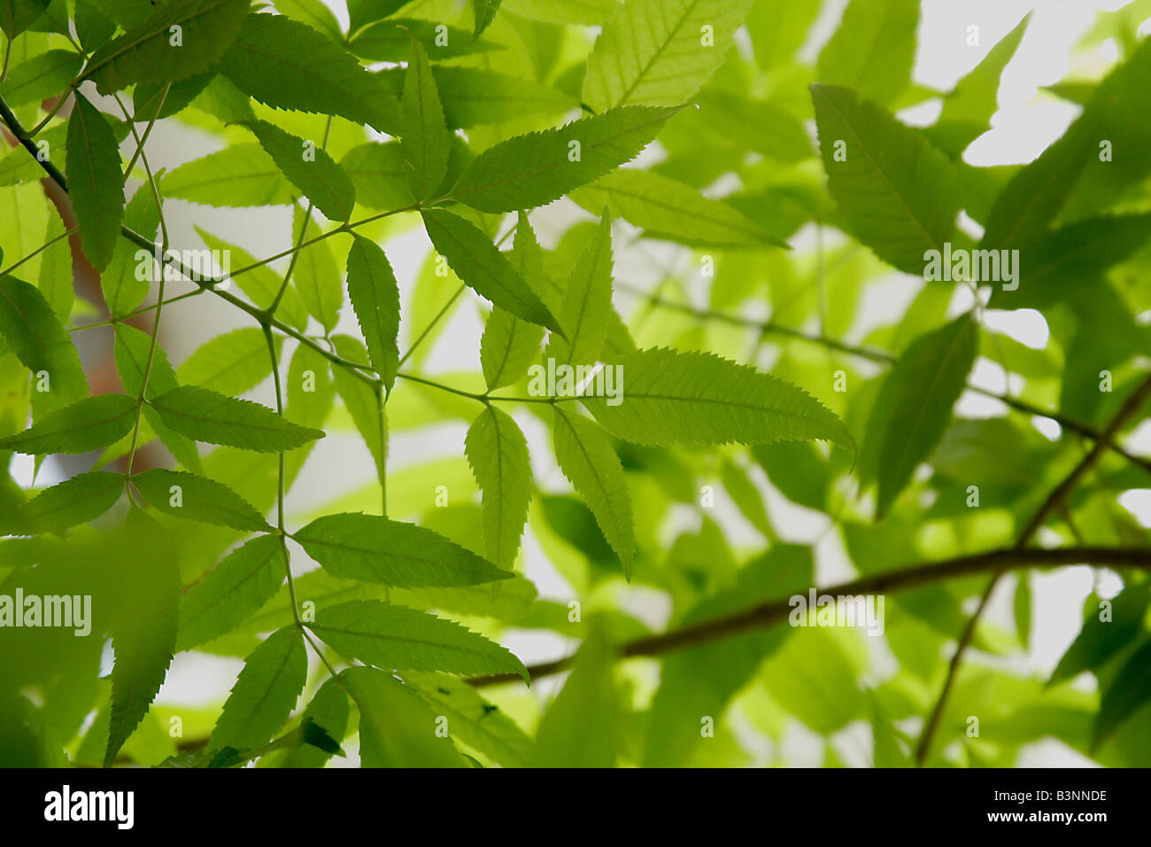 Neem Tree High Resolution Stock Photography and Images - Alamy Neem Tree High Resolution Stock Photography and Images - Alamy