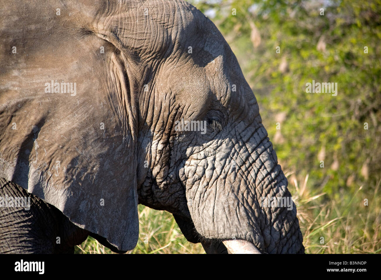 Mammal elephant tusks bull hi-res stock photography and images - Alamy