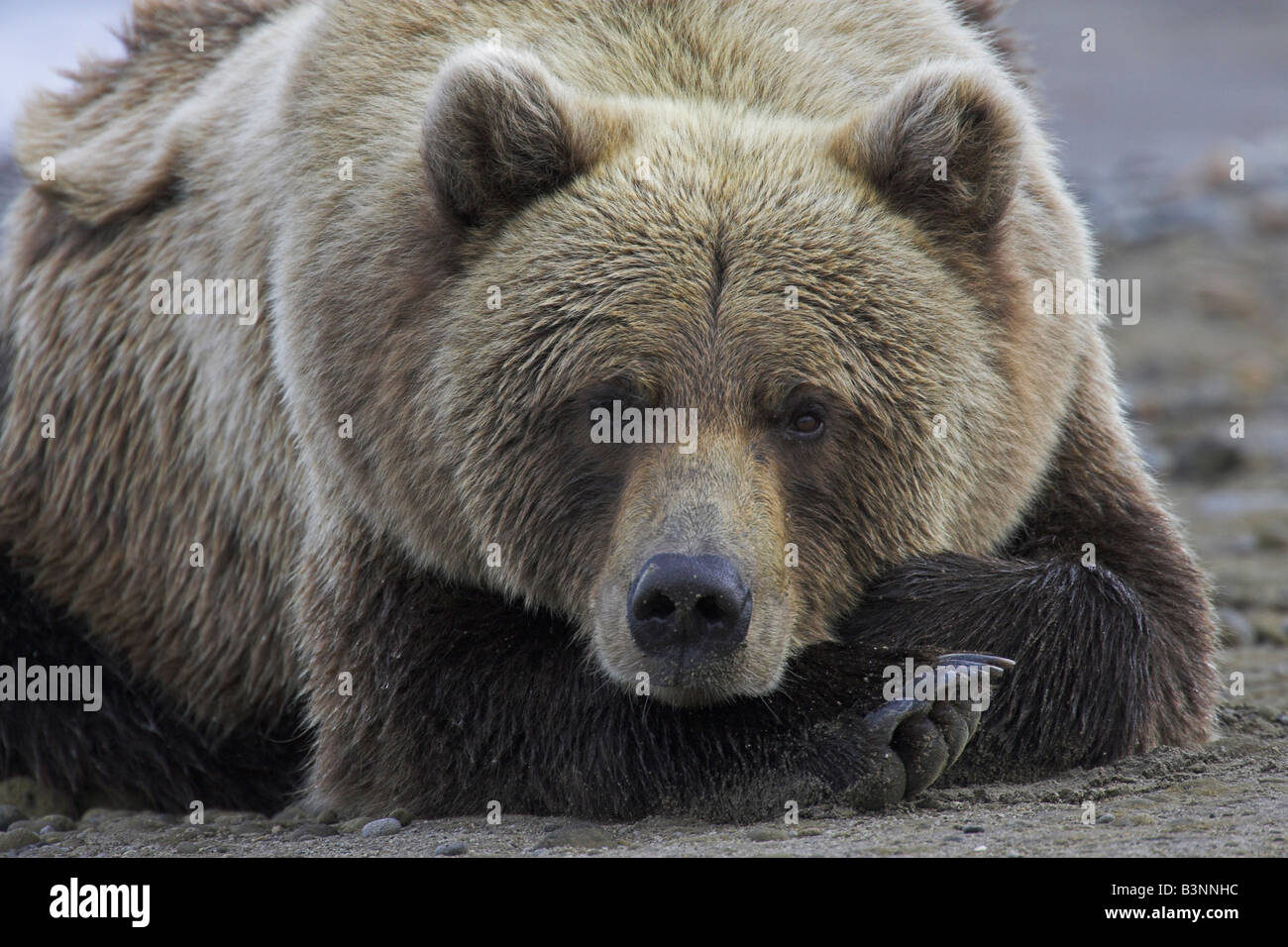Grizzly bear head shot hi-res stock photography and images - Alamy