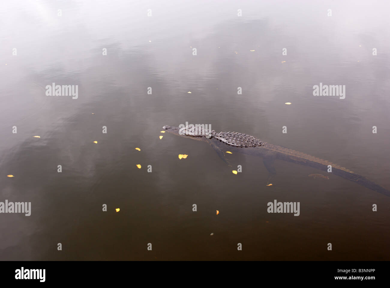 An alligator floats in a pond Stock Photo - Alamy