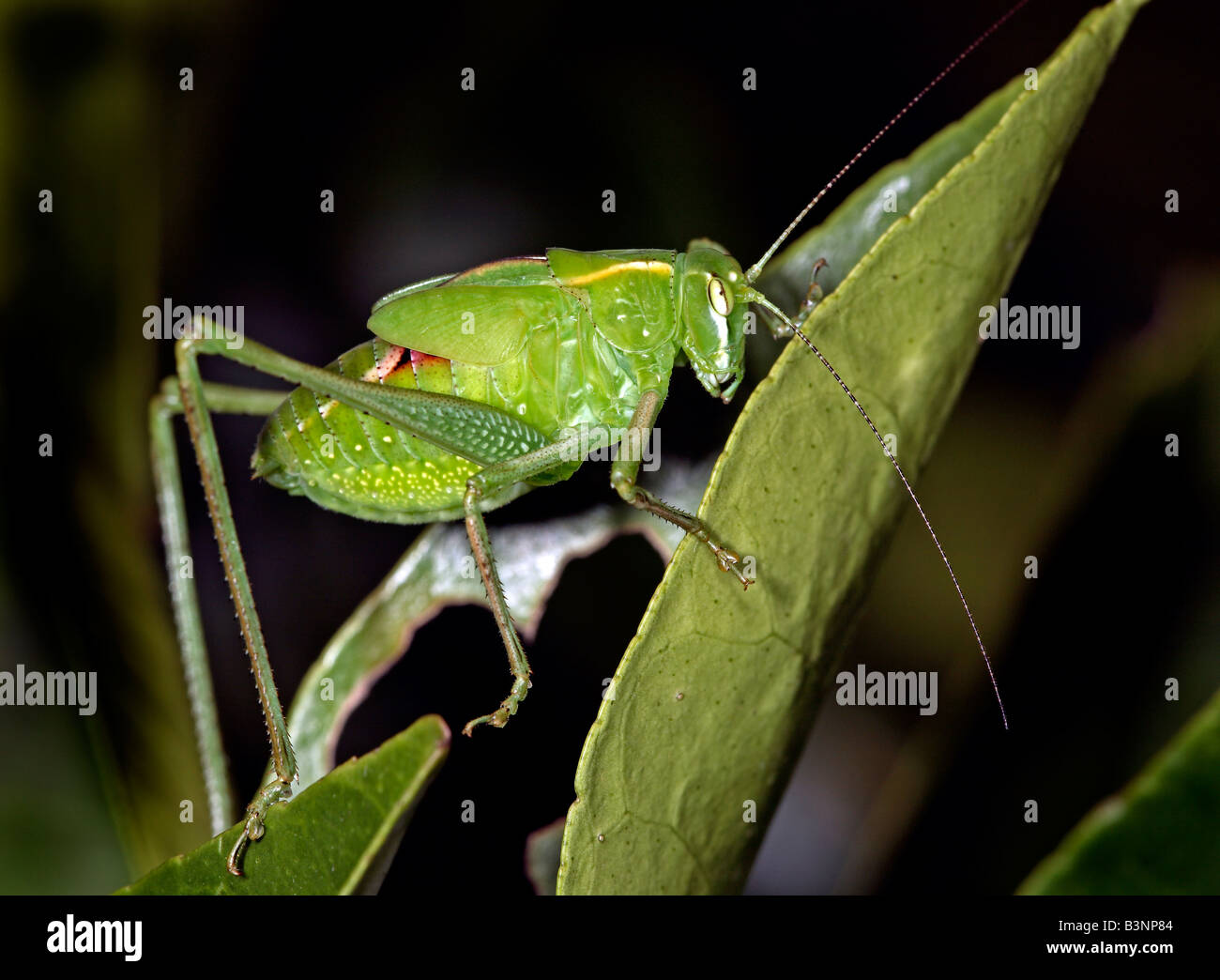 Common katydid hi-res stock photography and images - Alamy
