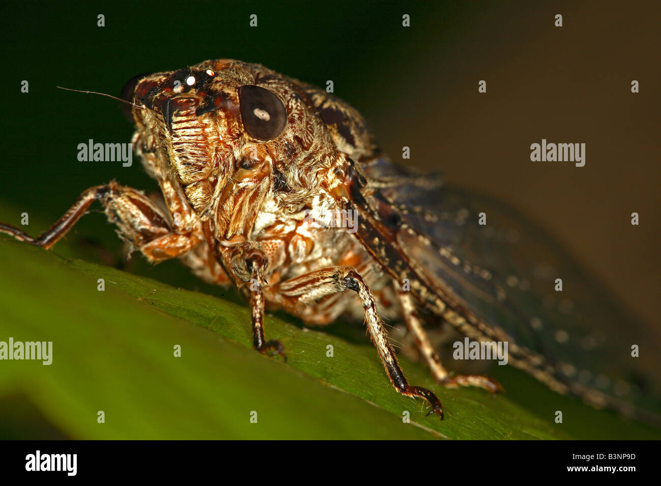 Australian cicadas hi-res stock photography and images - Alamy