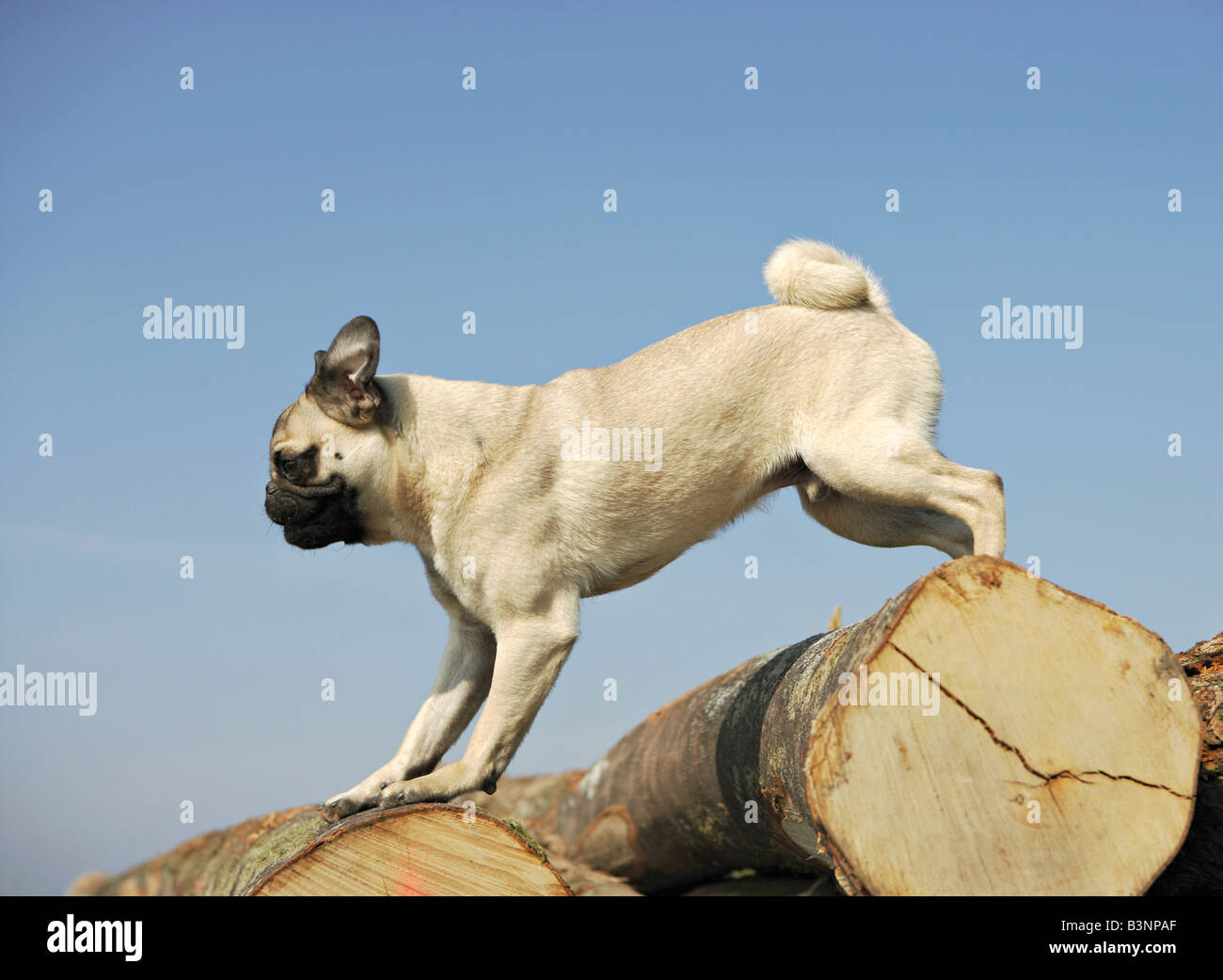 pug on logs Stock Photo - Alamy