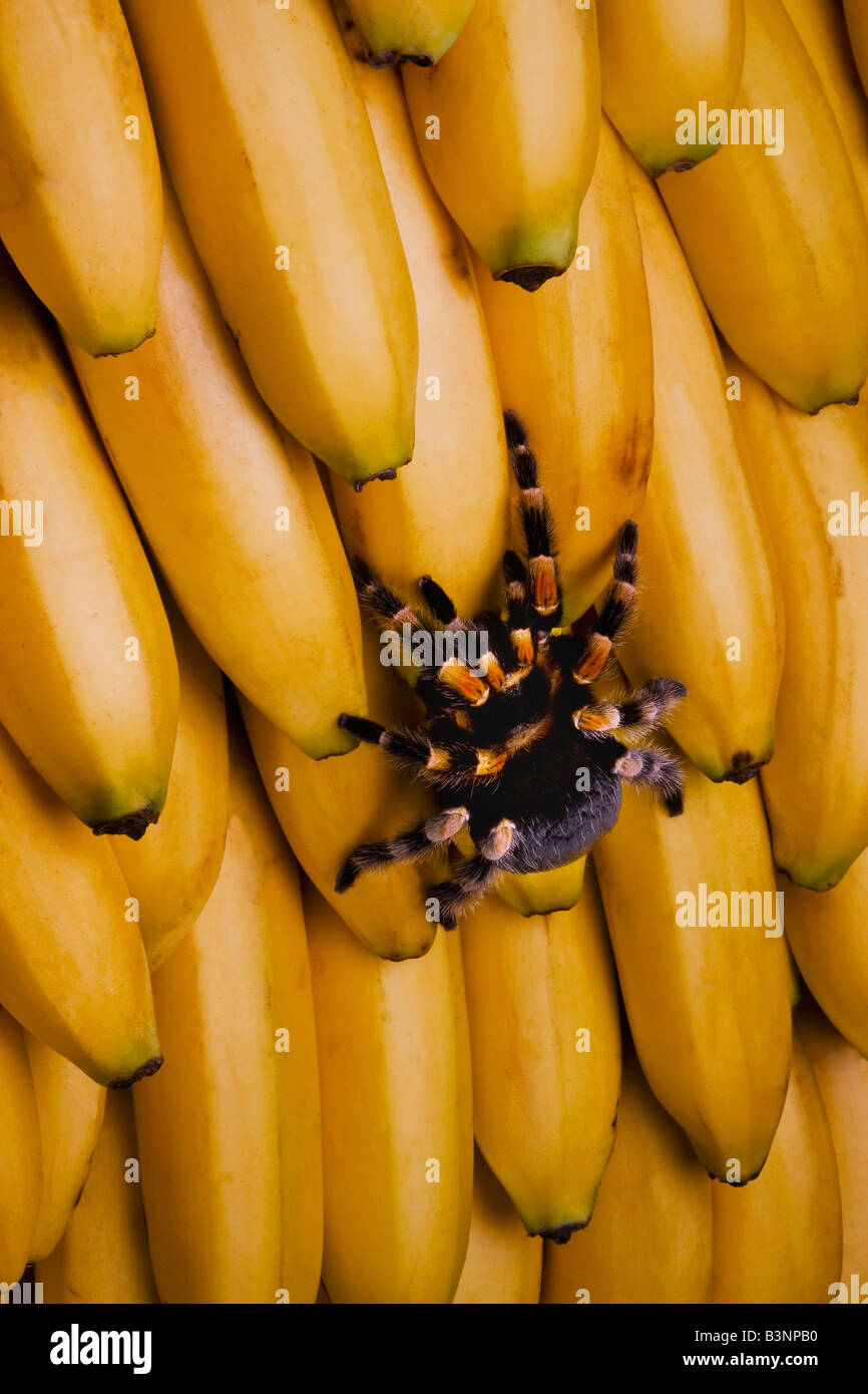 True Wild Bananas