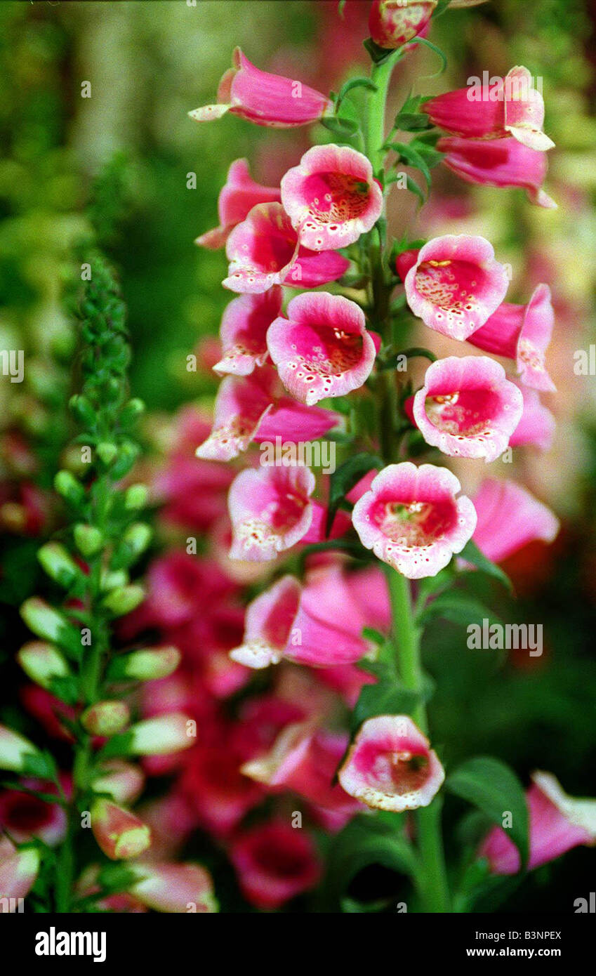 Garden at Ingliston Scotland June 2000 Digitalis Foxglove Stock Photo ...