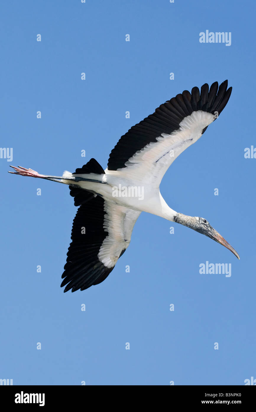 White stork with stretched wings hi-res stock photography and images ...