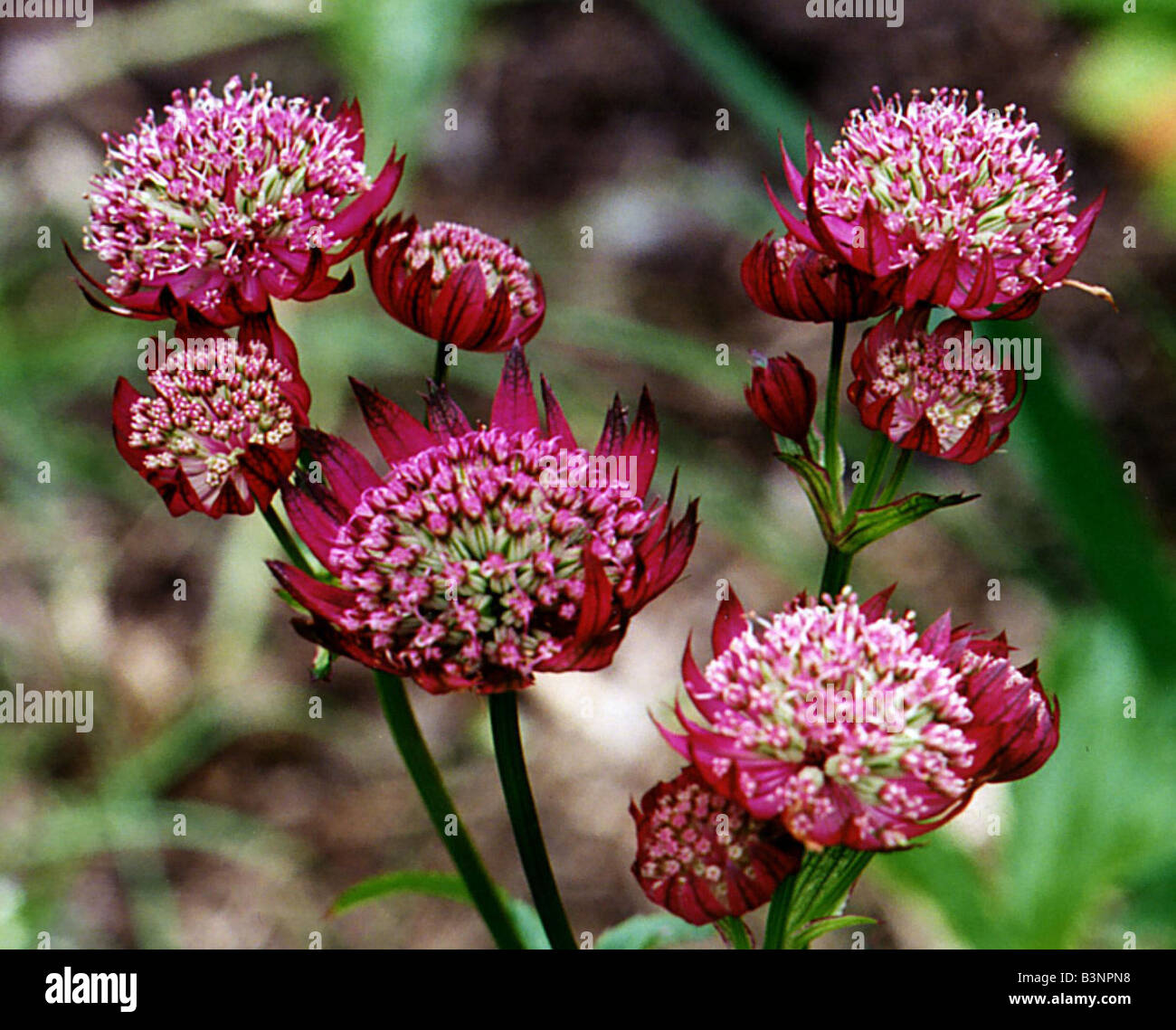 Astrantia Maxima Plant of the week 1997 Stock Photo - Alamy